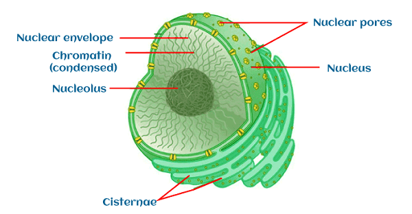 Animal Cell Chromatin